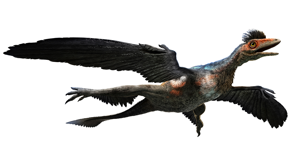 Microraptor Ate Mammals But Was Not a Dinosaur | The Institute for Creation Research